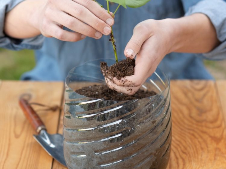 Tips para trasplantar de una maceta a otra: afloja la tierra y revisa ...